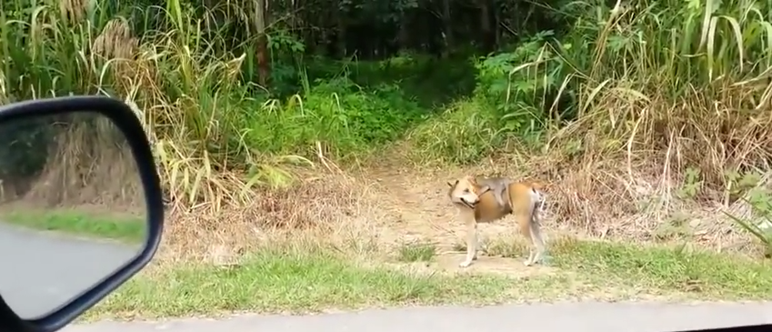 Vocês nem imaginam o que este cão fez com um macaco!